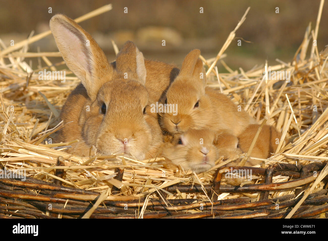 Rabbit mother babies hi-res stock photography and images - Alamy