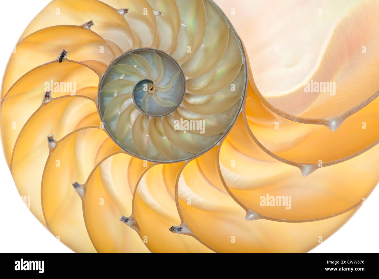 Nautilus shell hi-res stock photography and images - Alamy
