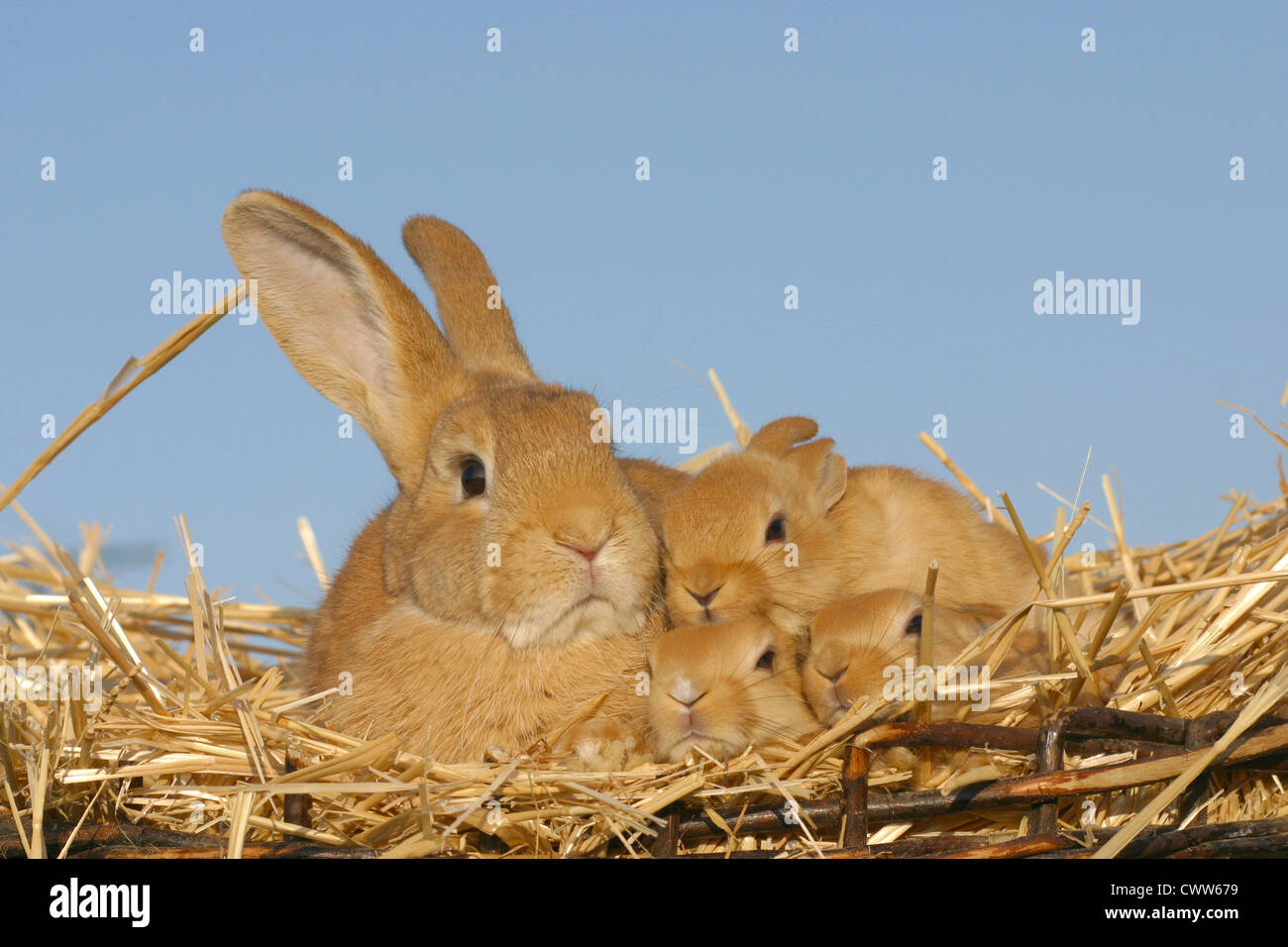 Rabbit mother babies hi-res stock photography and images - Alamy