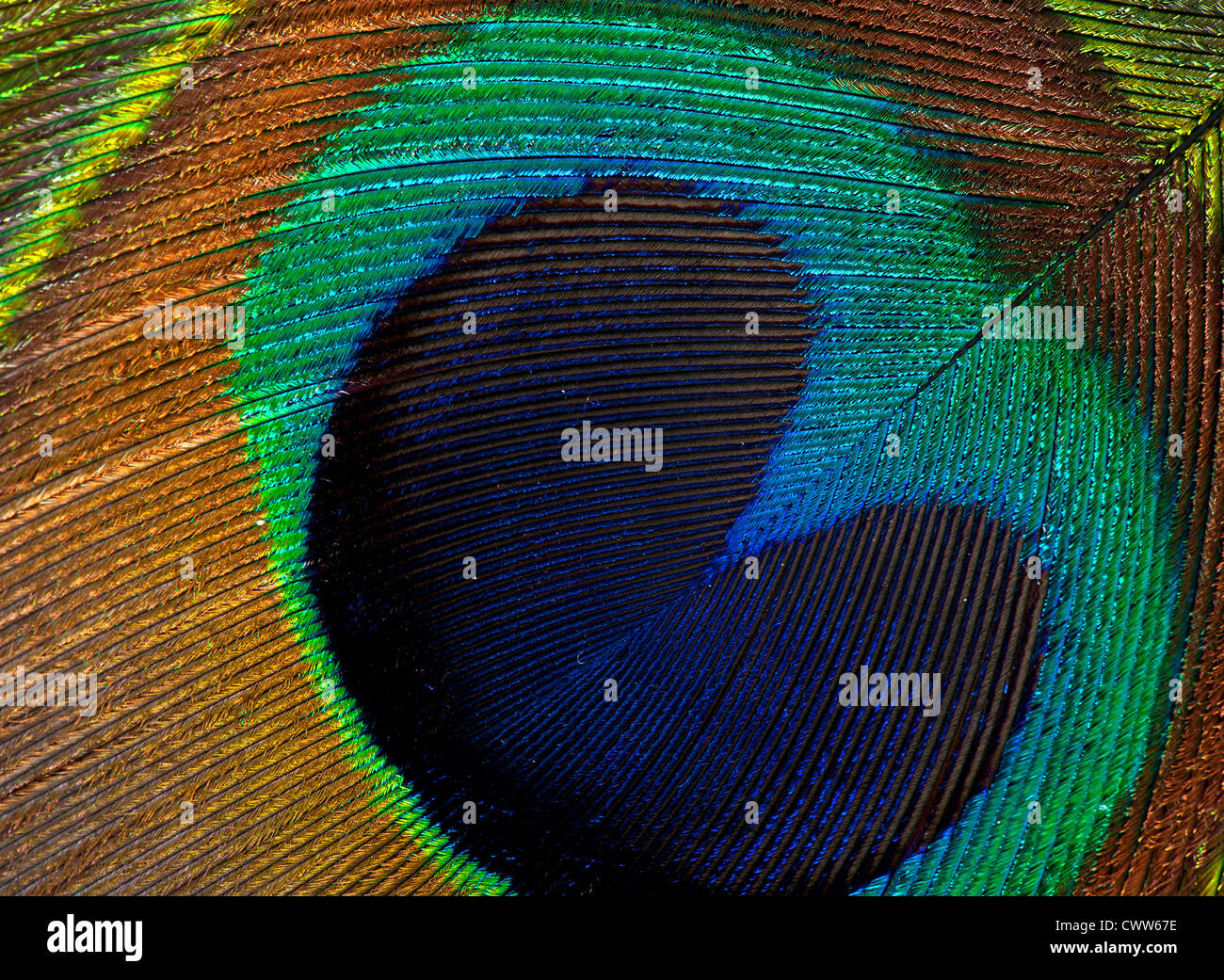 Peacock feather hi-res stock photography and images - Alamy