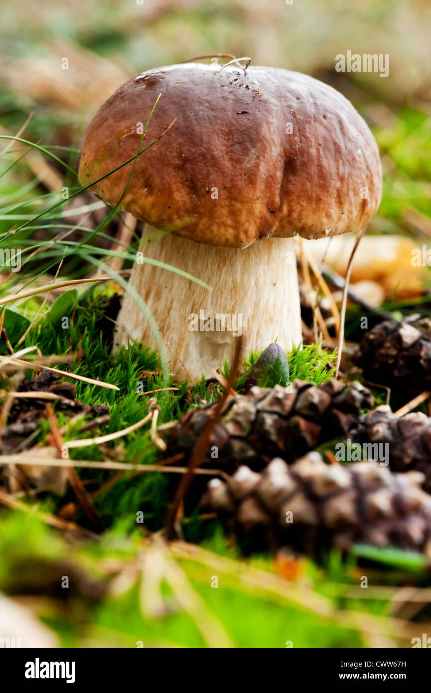 Beautiful fresh pine bolete (Boletus pinophilus) growing in the forest ...