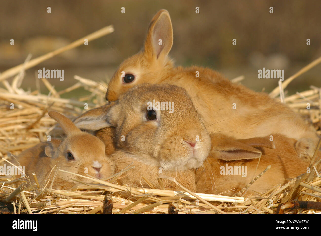 Rabbit mother babies hi-res stock photography and images - Alamy