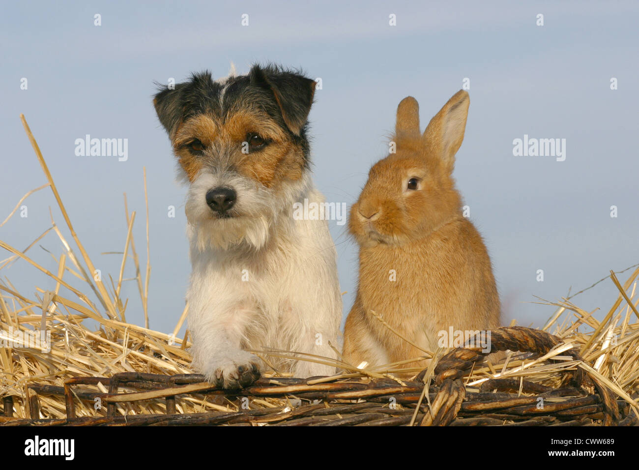 dog & rabbit Stock Photo - Alamy