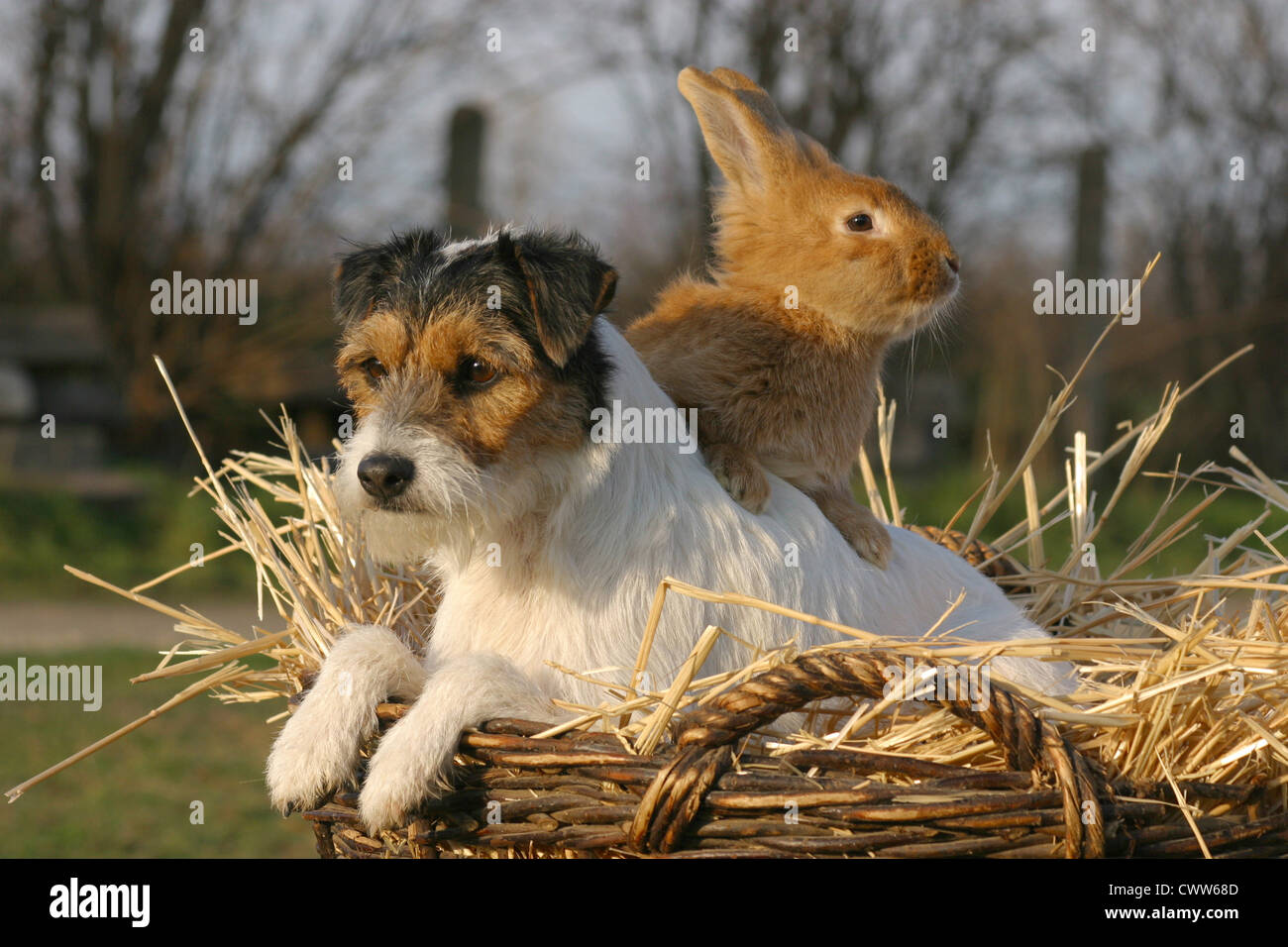 dog & rabbit Stock Photo - Alamy