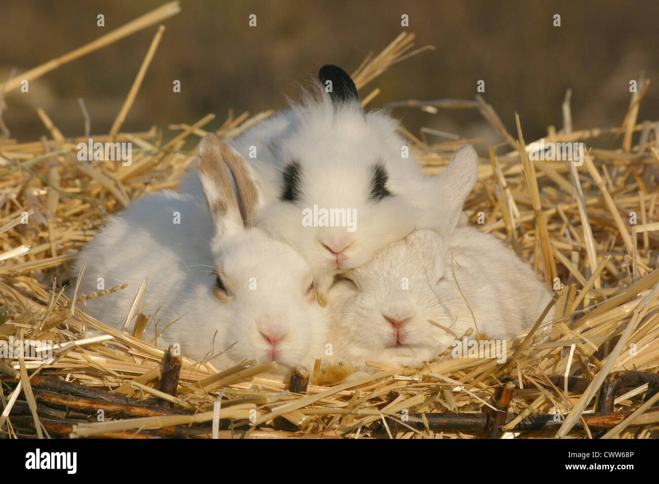 3 three bunny rabbit bunny rabbits hi-res stock photography and images ...