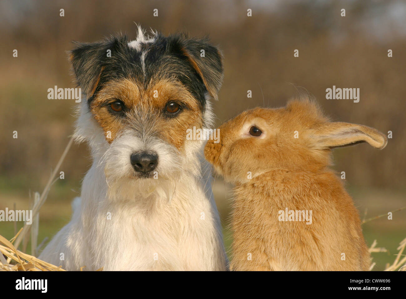Dog with rabbit hi-res stock photography and images - Alamy