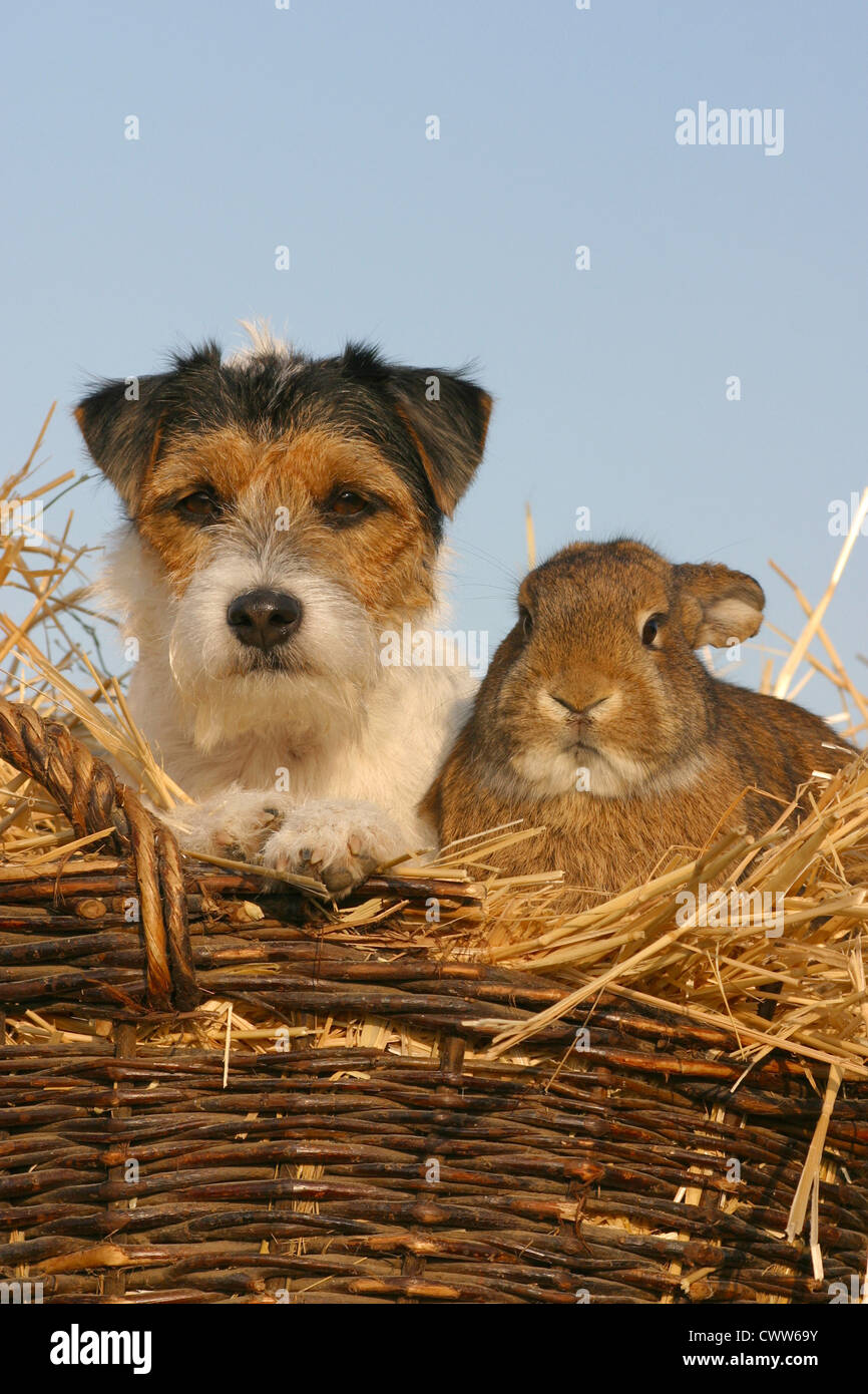 dog & rabbit Stock Photo - Alamy