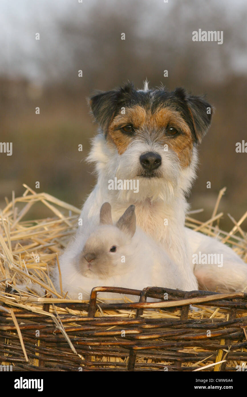 dog & rabbit Stock Photo - Alamy