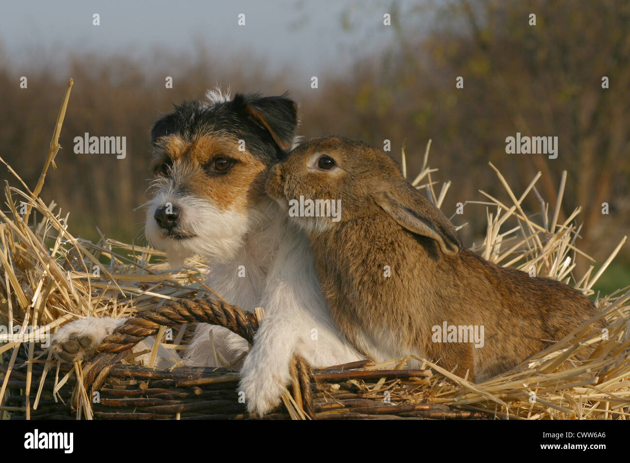 Nosy dog basket hi-res stock photography and images - Alamy