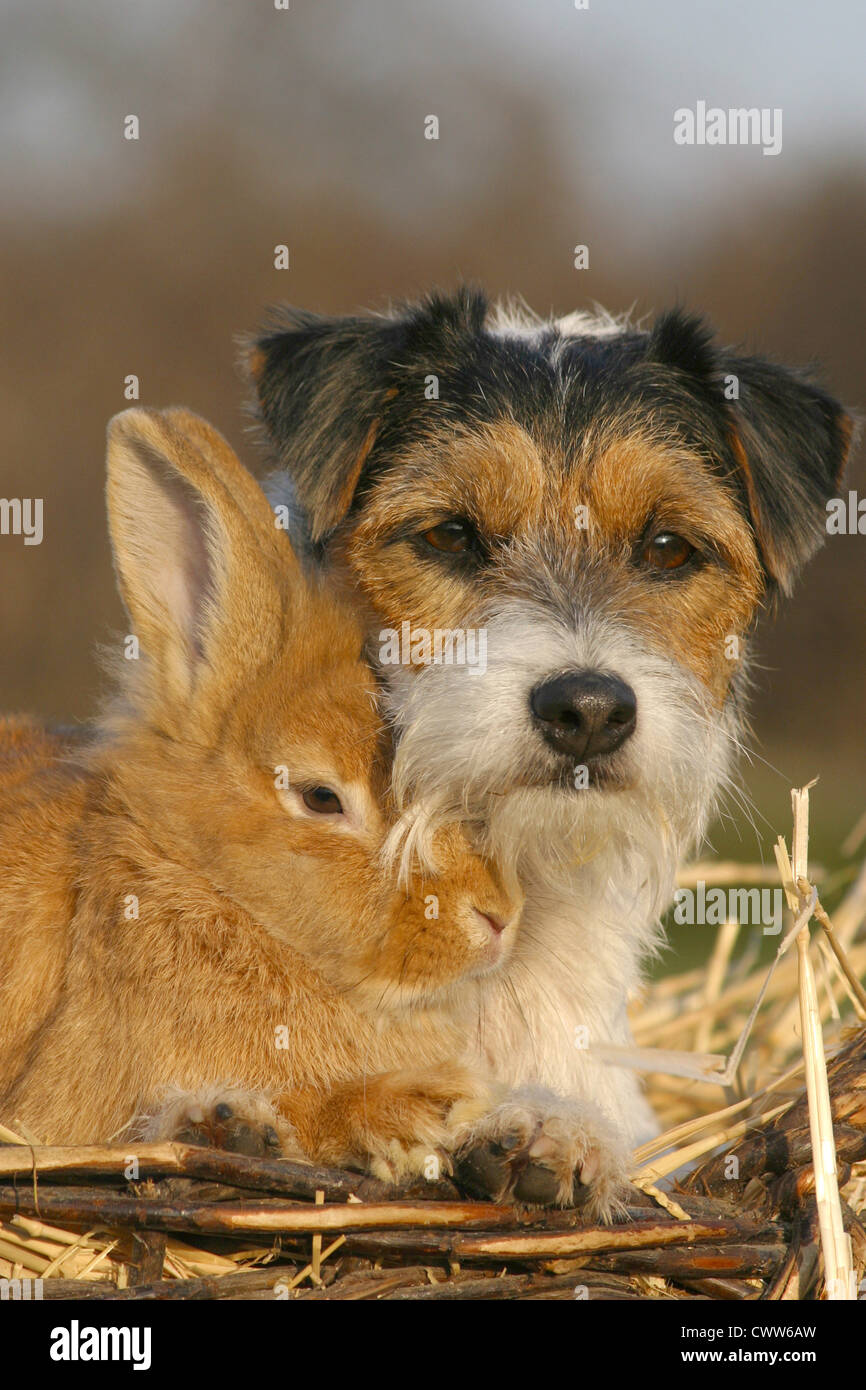dog & rabbit Stock Photo - Alamy