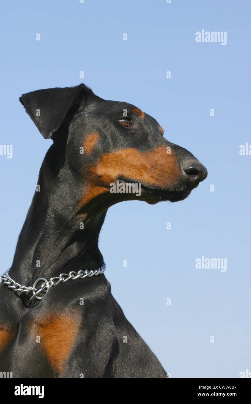 Side view adult doberman pinscher hi-res stock photography and images ...