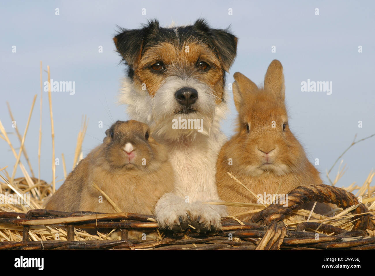 dog & rabbit Stock Photo - Alamy