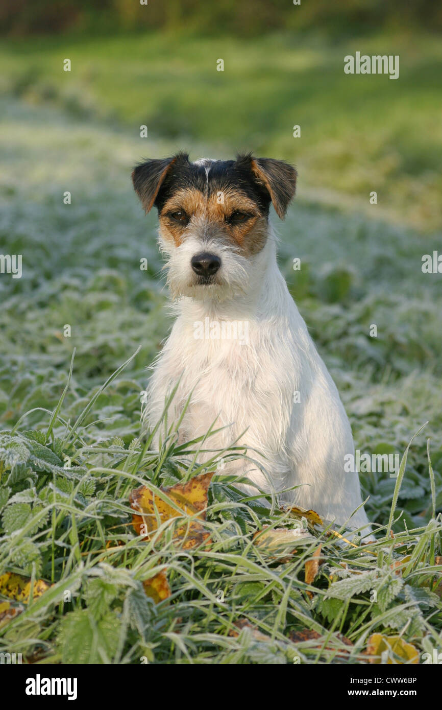 Parson Russell Terrier Stock Photo - Alamy
