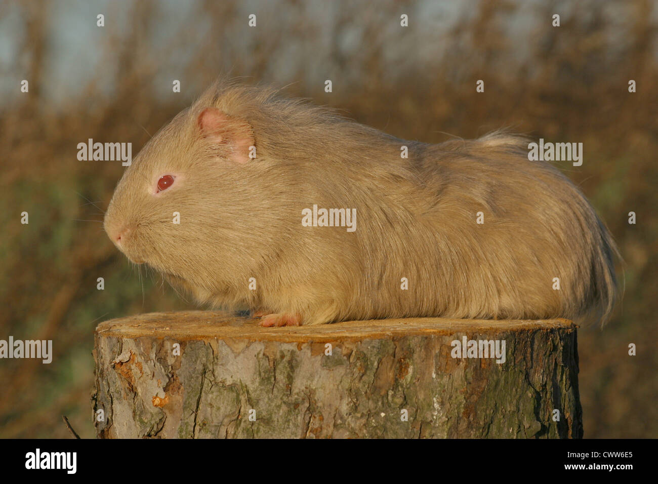 Satin guinea pig hi-res stock photography and images - Alamy