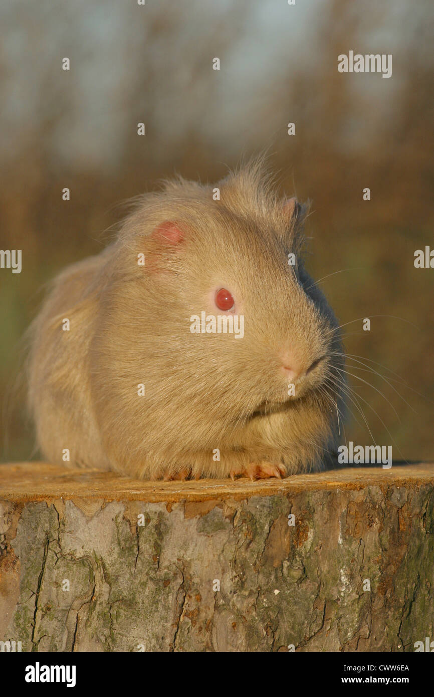 Satin guinea pig hi-res stock photography and images - Alamy