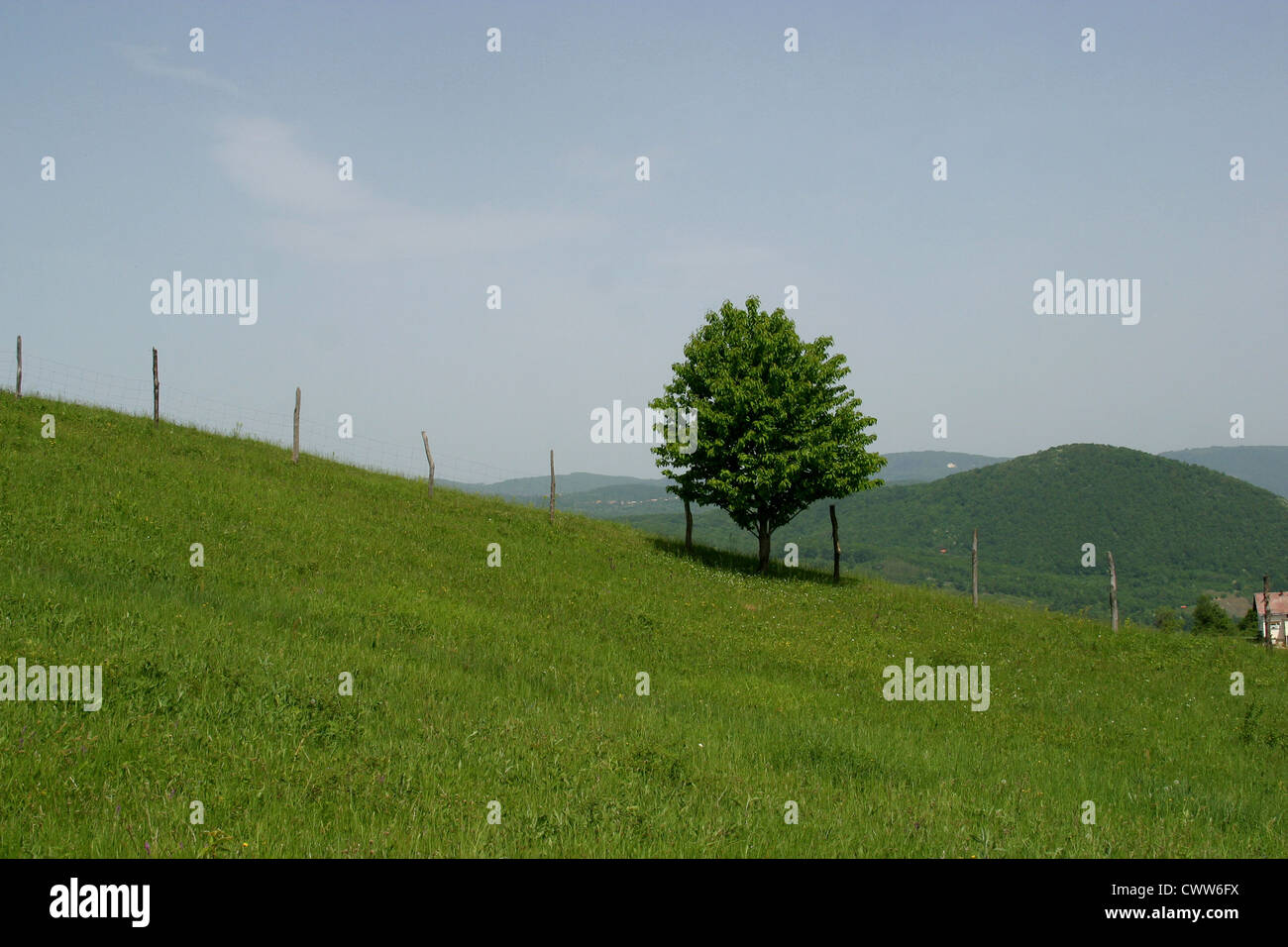 A small tree stand alone in a lush green field Stock Photo - Alamy