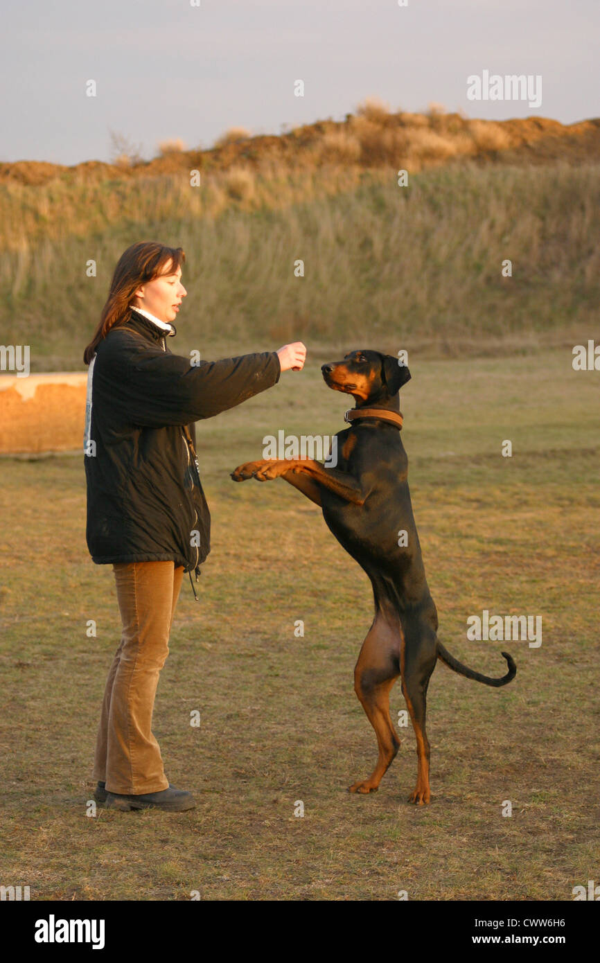 Dog jumping up human hi-res stock photography and images - Alamy
