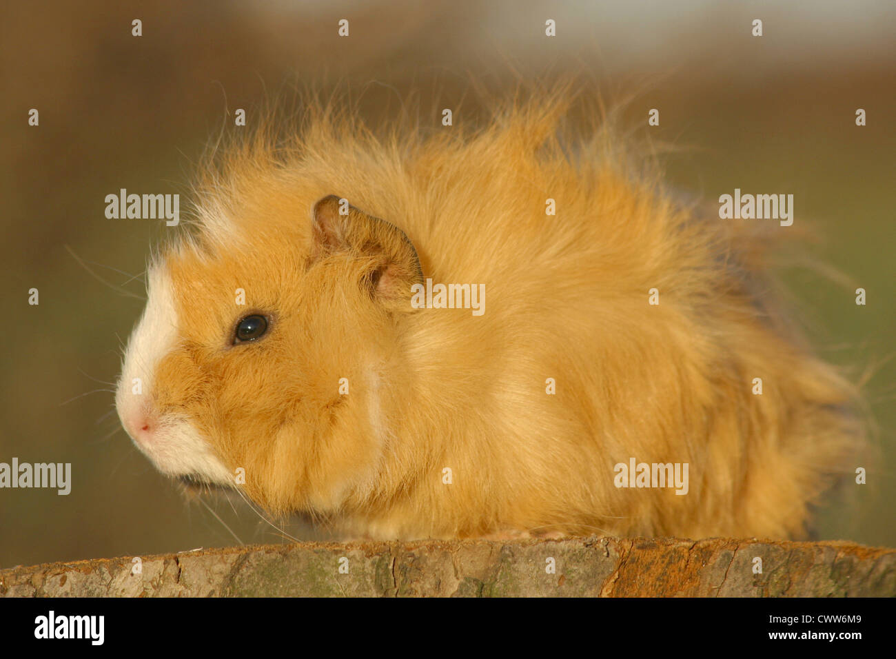Guinea pig side view profile hi-res stock photography and images - Alamy