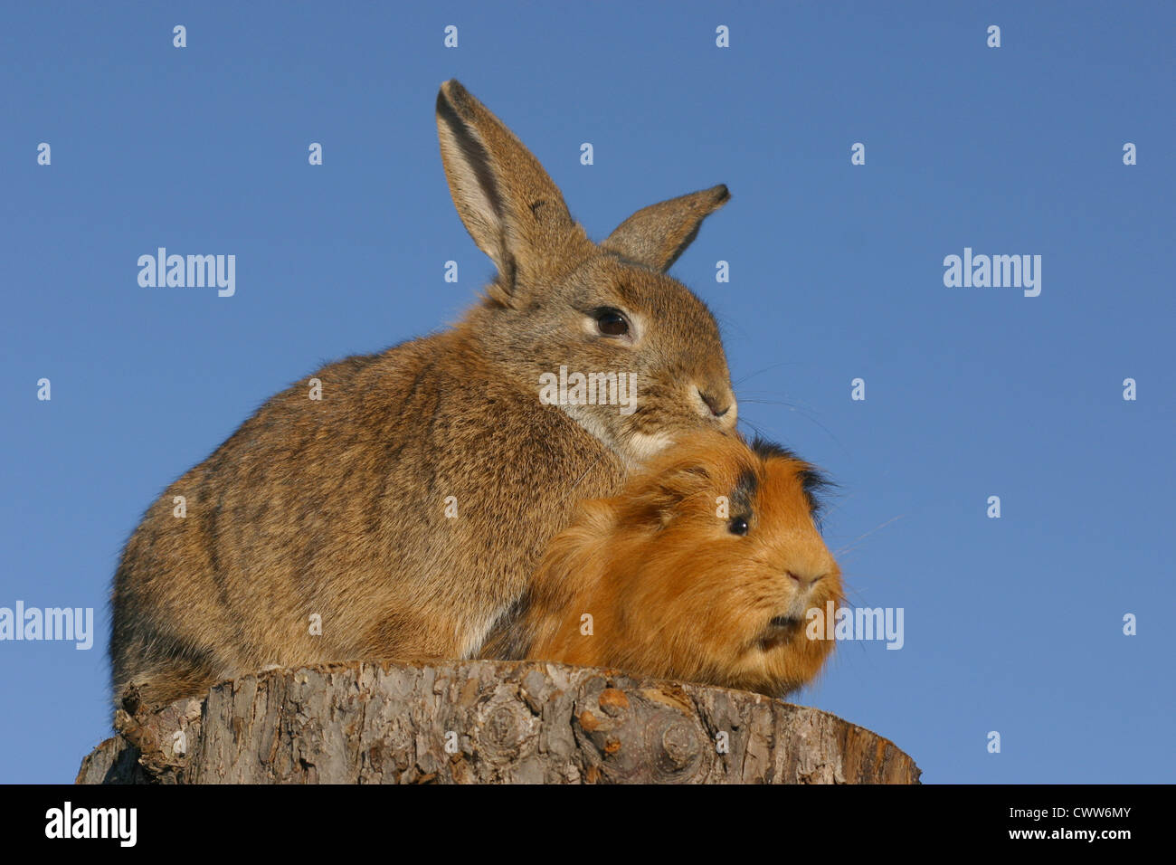 rabbit & guinea pig Stock Photo - Alamy