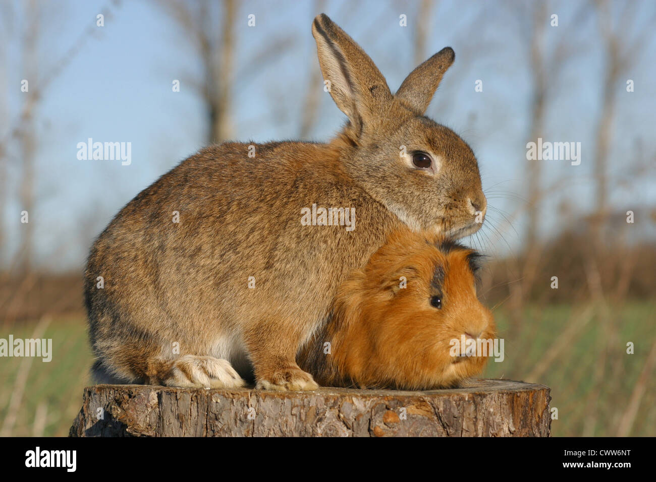 rabbit & guinea pig Stock Photo - Alamy