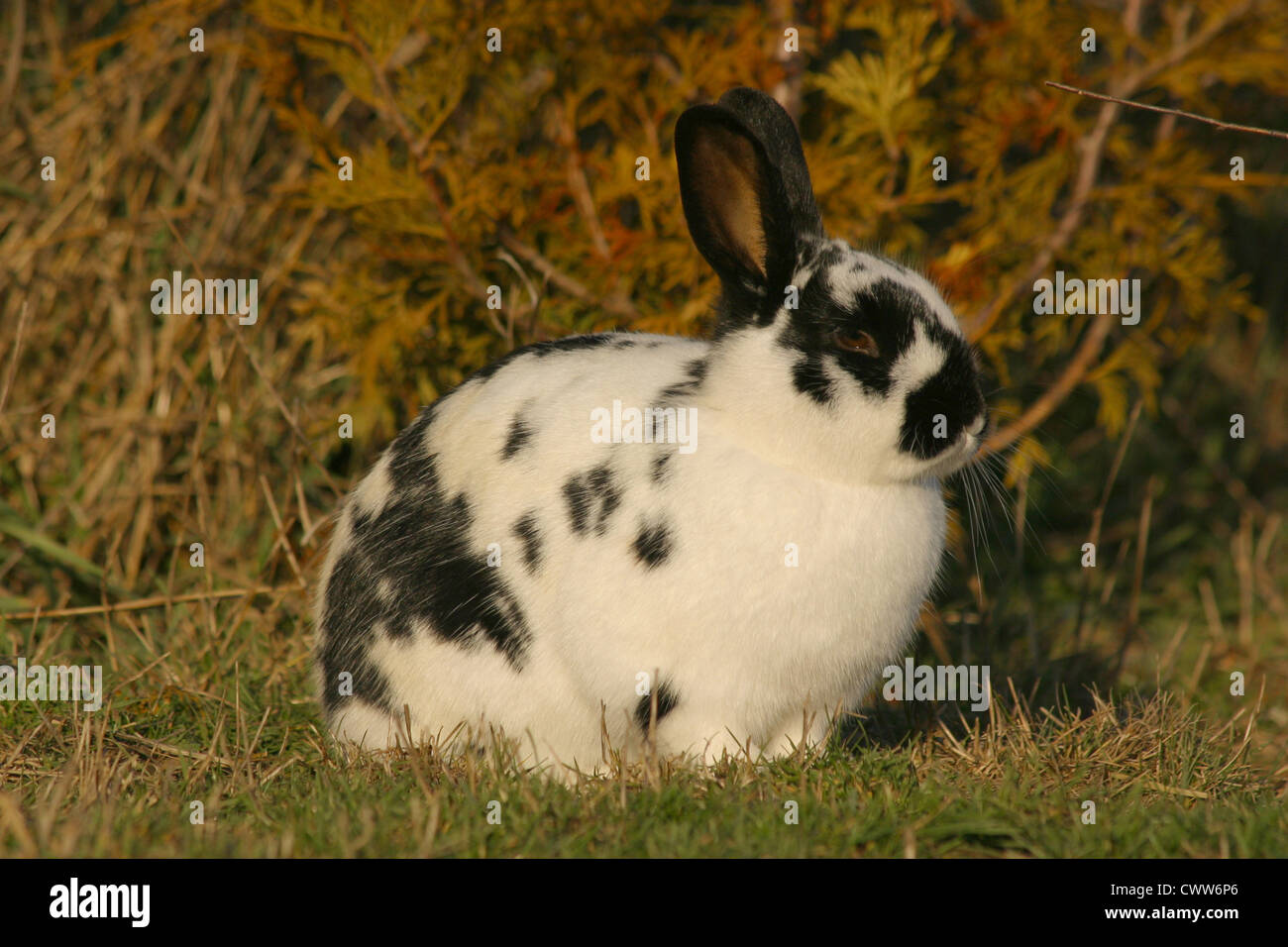 Piebald rabbit hi-res stock photography and images - Alamy
