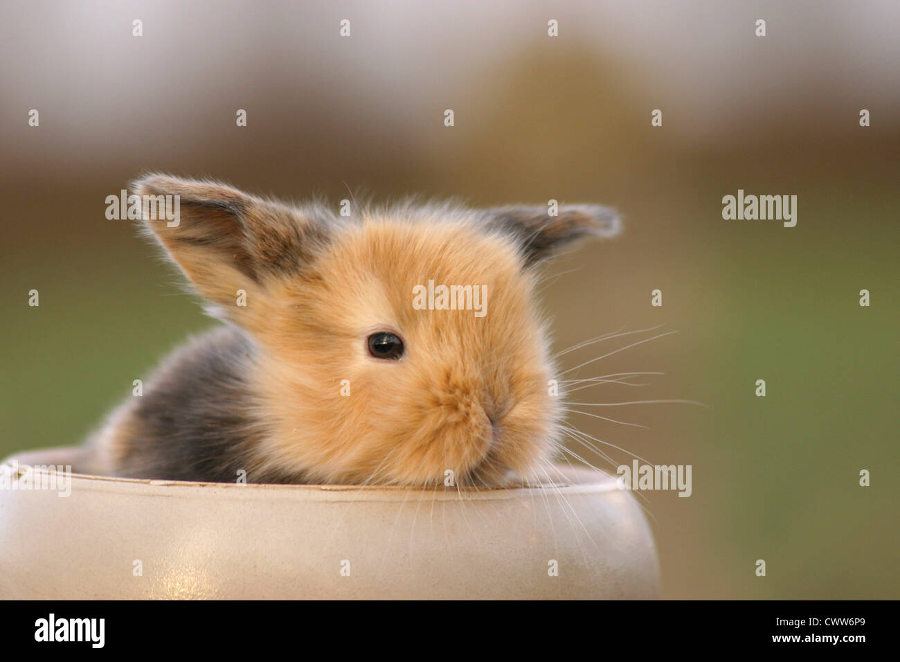 Floppy bunny hi-res stock photography and images - Alamy
