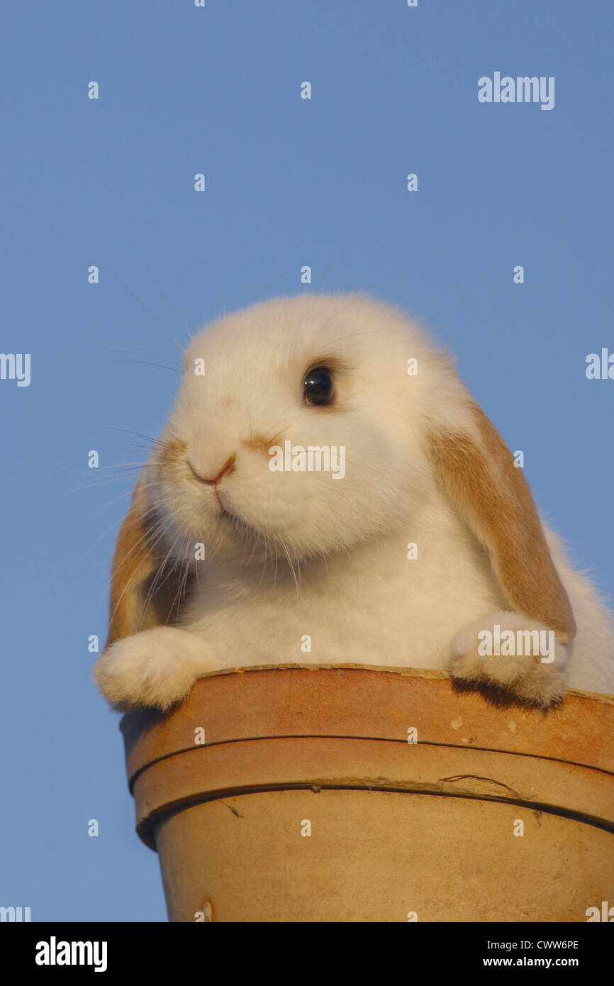 Side portrait lop rabbit hi-res stock photography and images - Alamy