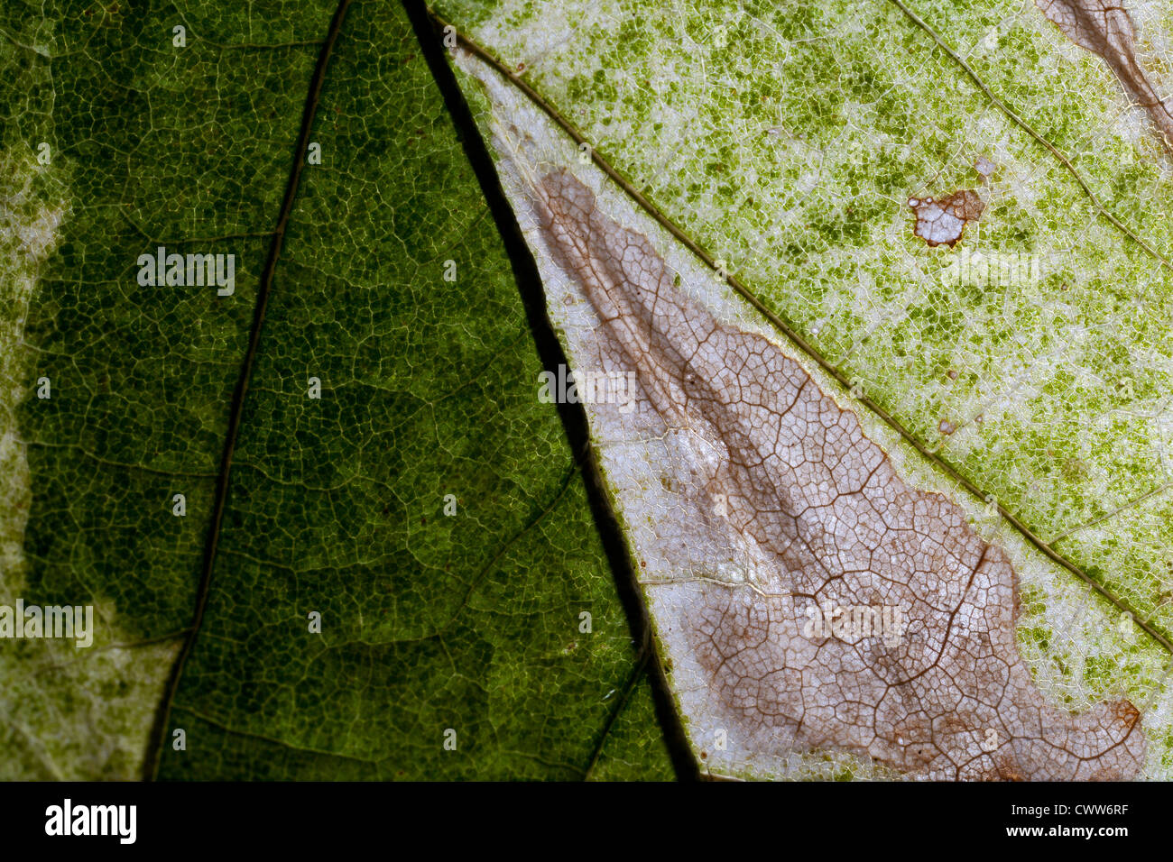A 2 times magnification of the underside of a Maple leaf Stock Photo ...