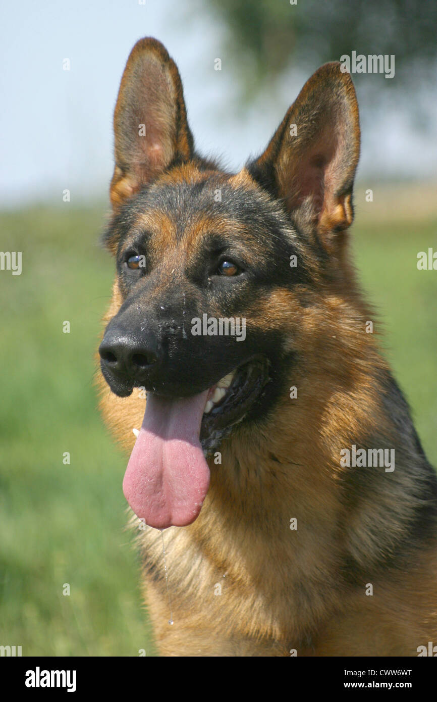 Shepherds watch hi-res stock photography and images - Alamy