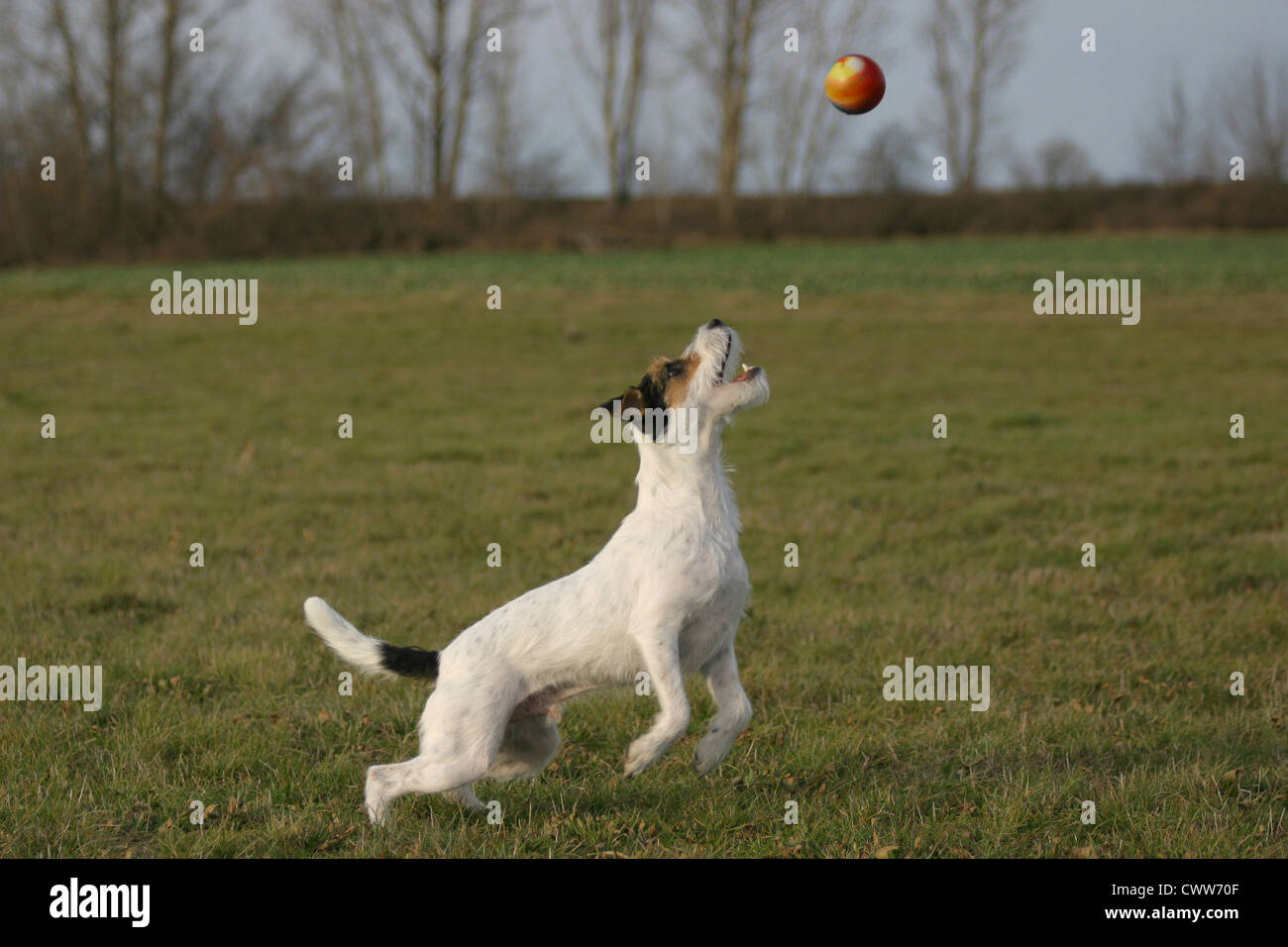 Parson Russell Terrier Stock Photo - Alamy