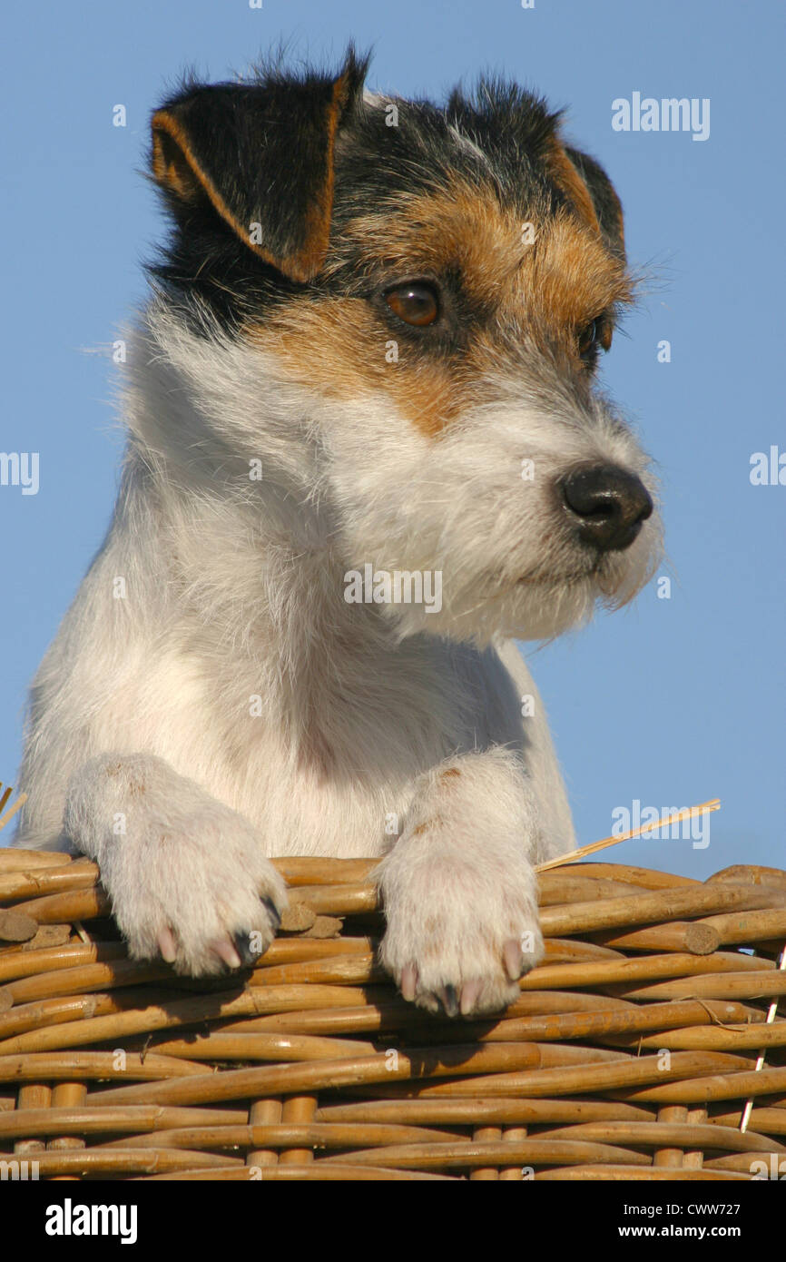 Parson Russell Terrier Stock Photo - Alamy