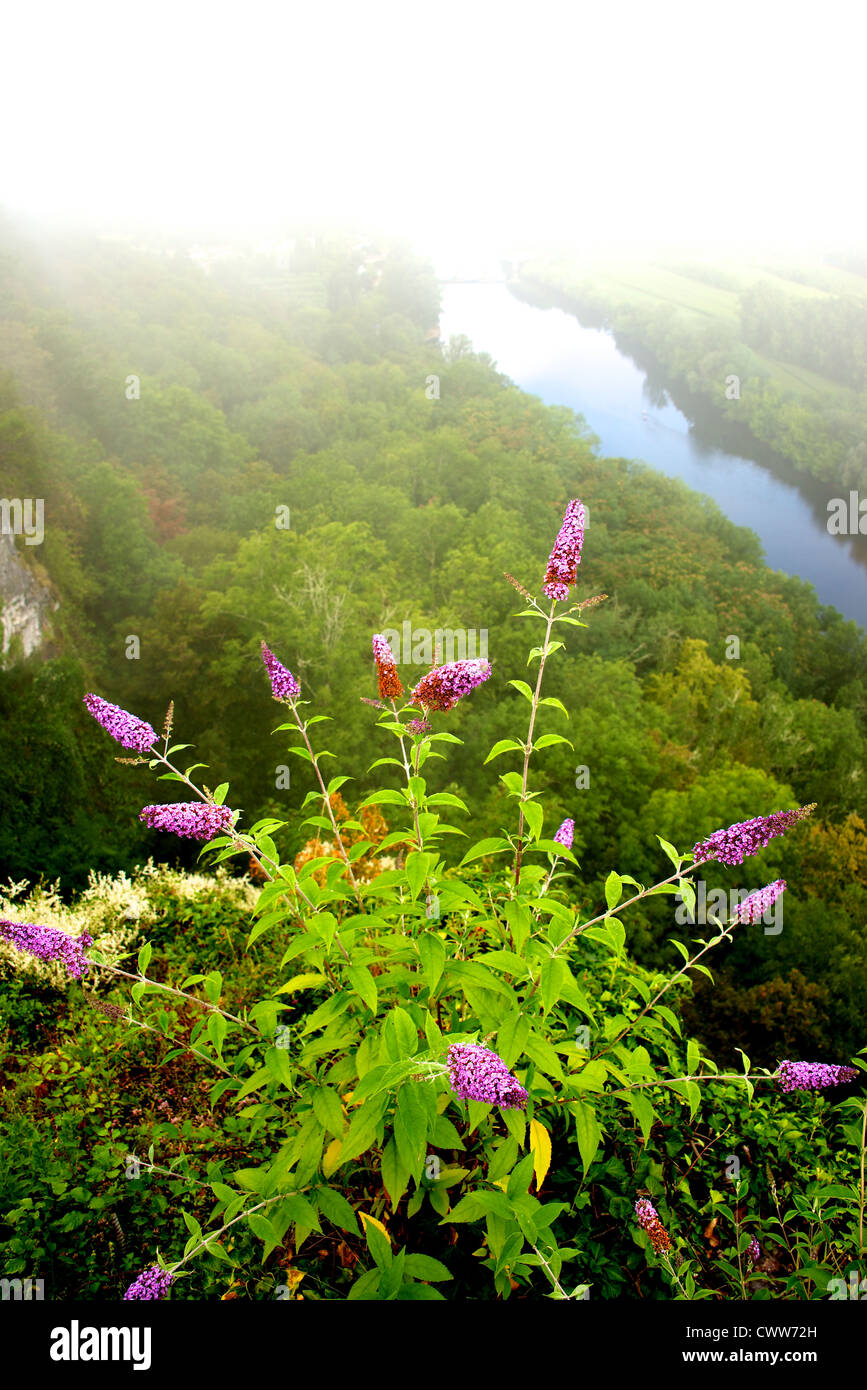 Forest on cliffside hi-res stock photography and images - Alamy