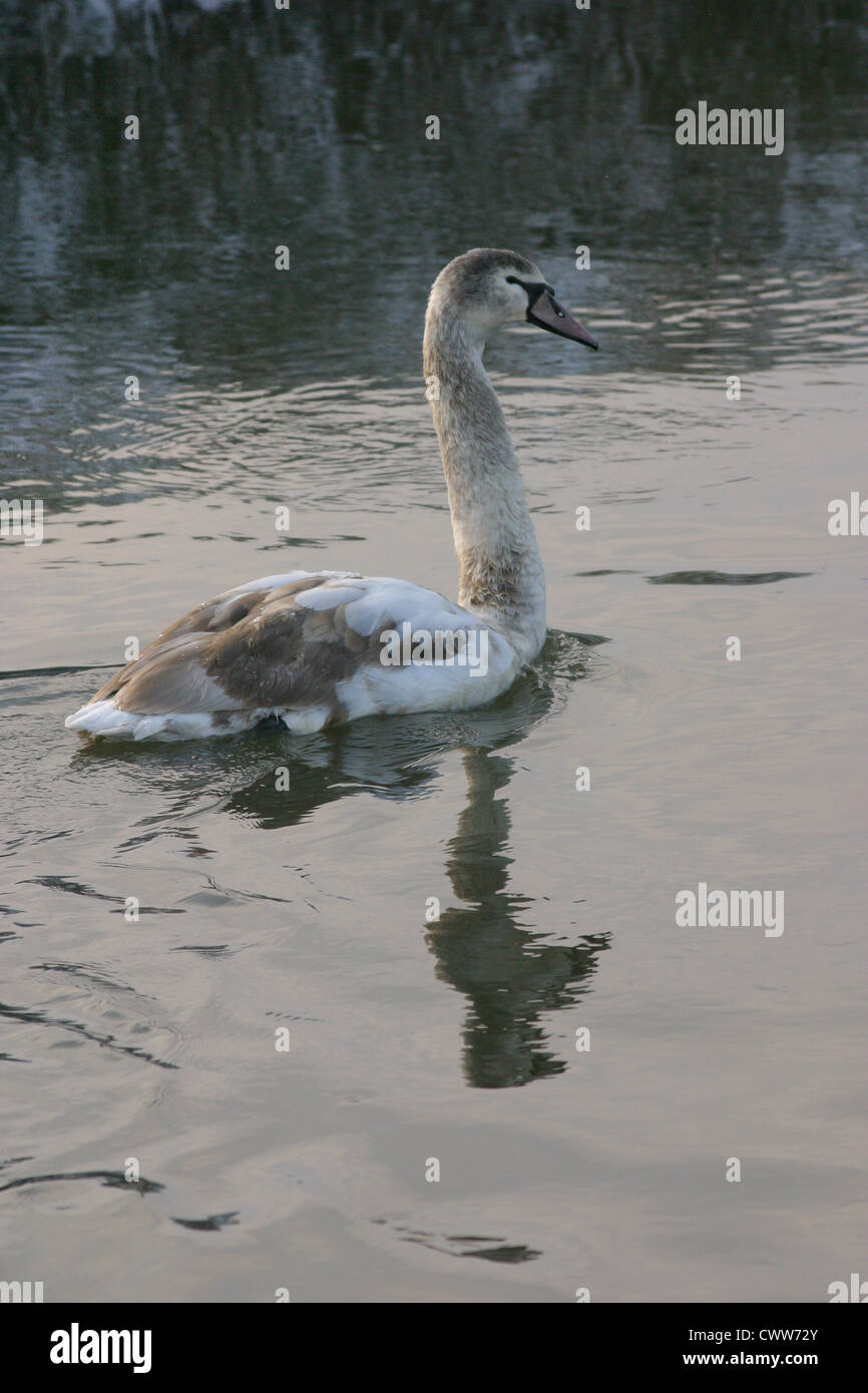 Swan side view hi-res stock photography and images - Alamy