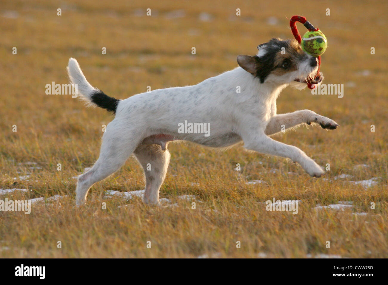 Parson Russell Terrier Stock Photo - Alamy