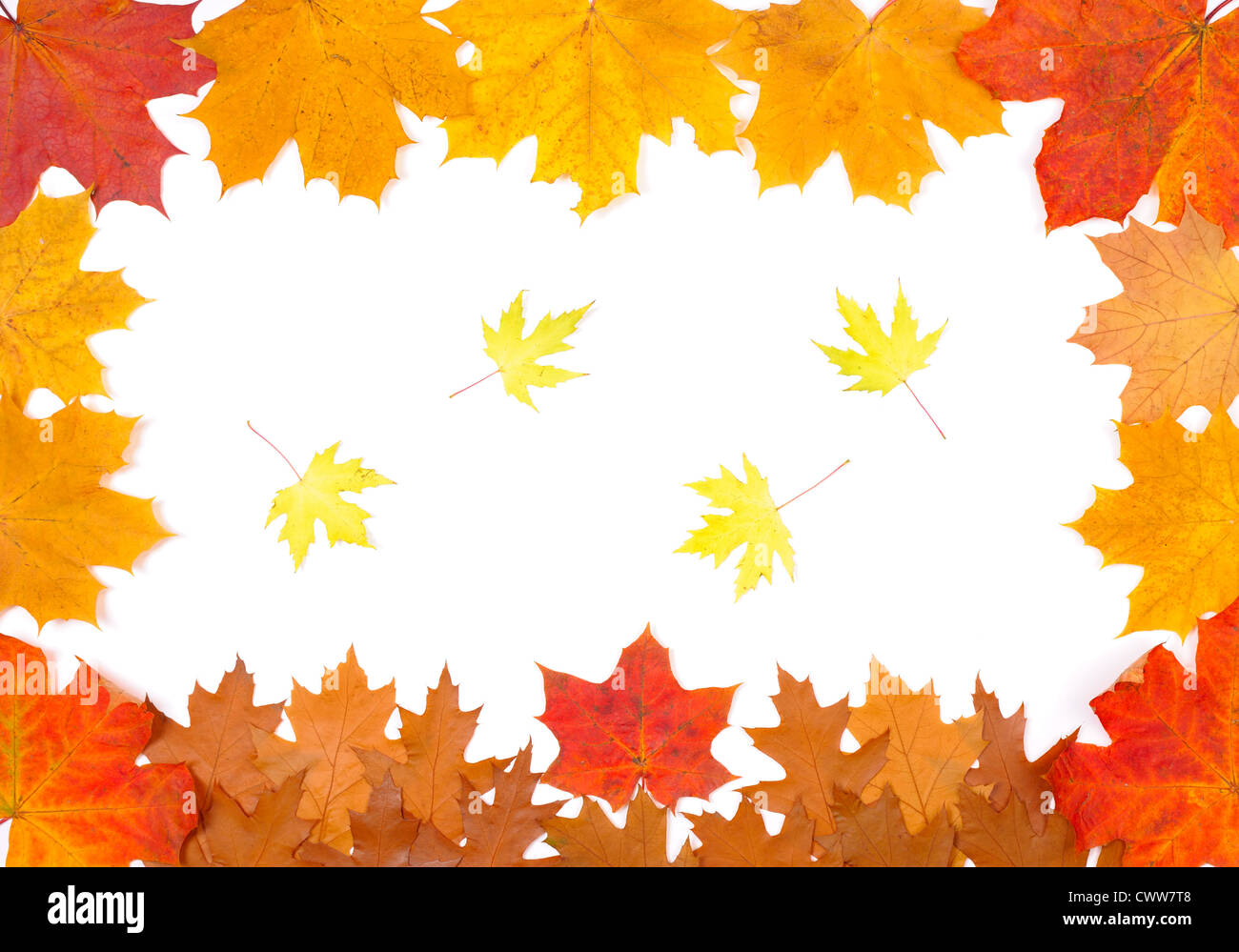 Ornament from autumn leaves of different color, from different trees ...