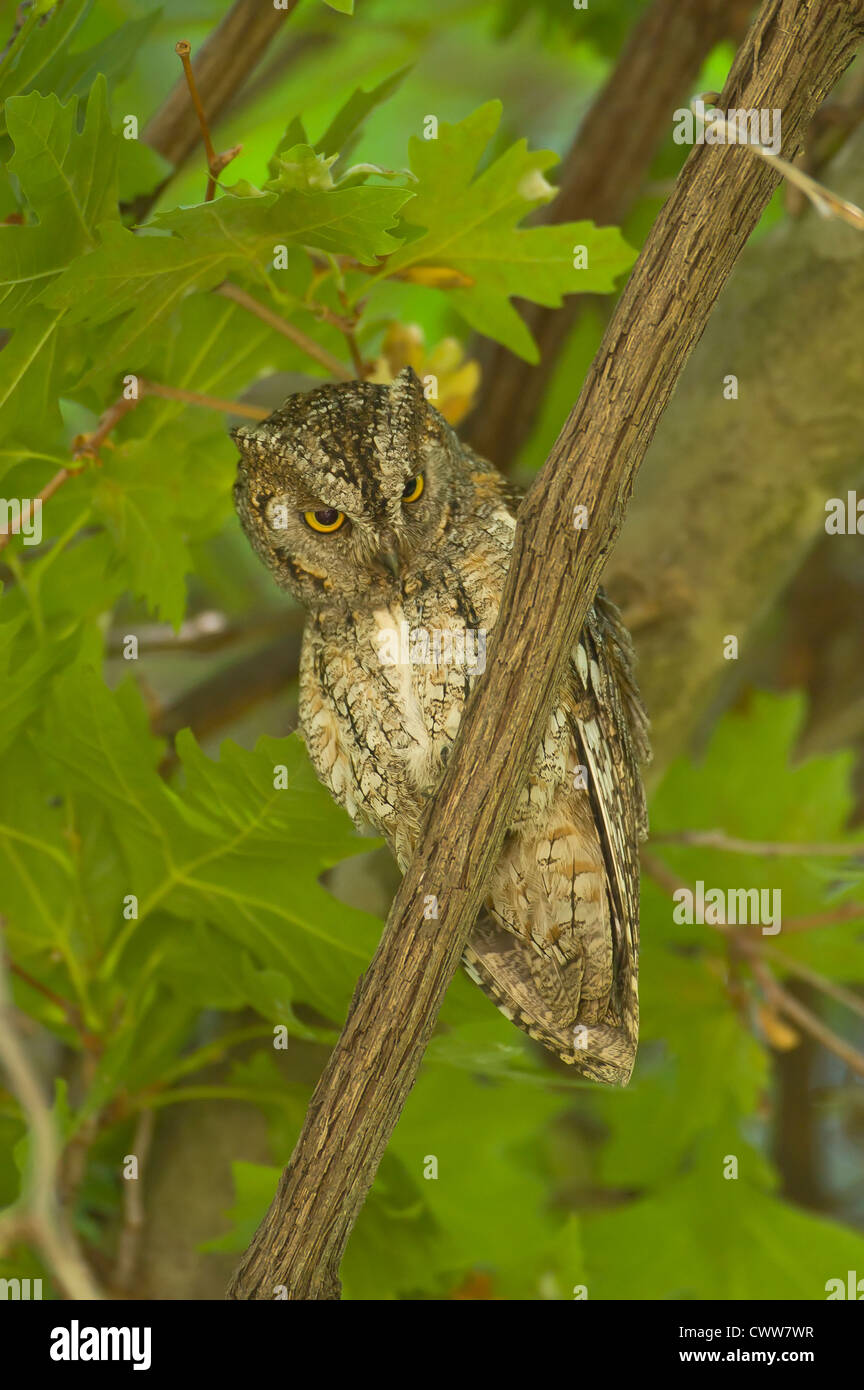Scops Owl Otus scops roosting in tree Adrasan Southern Turkey May Stock ...