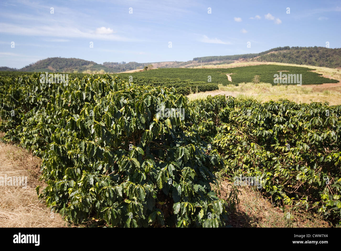 Coffee plantation in Brazil Stock Photo - Alamy
