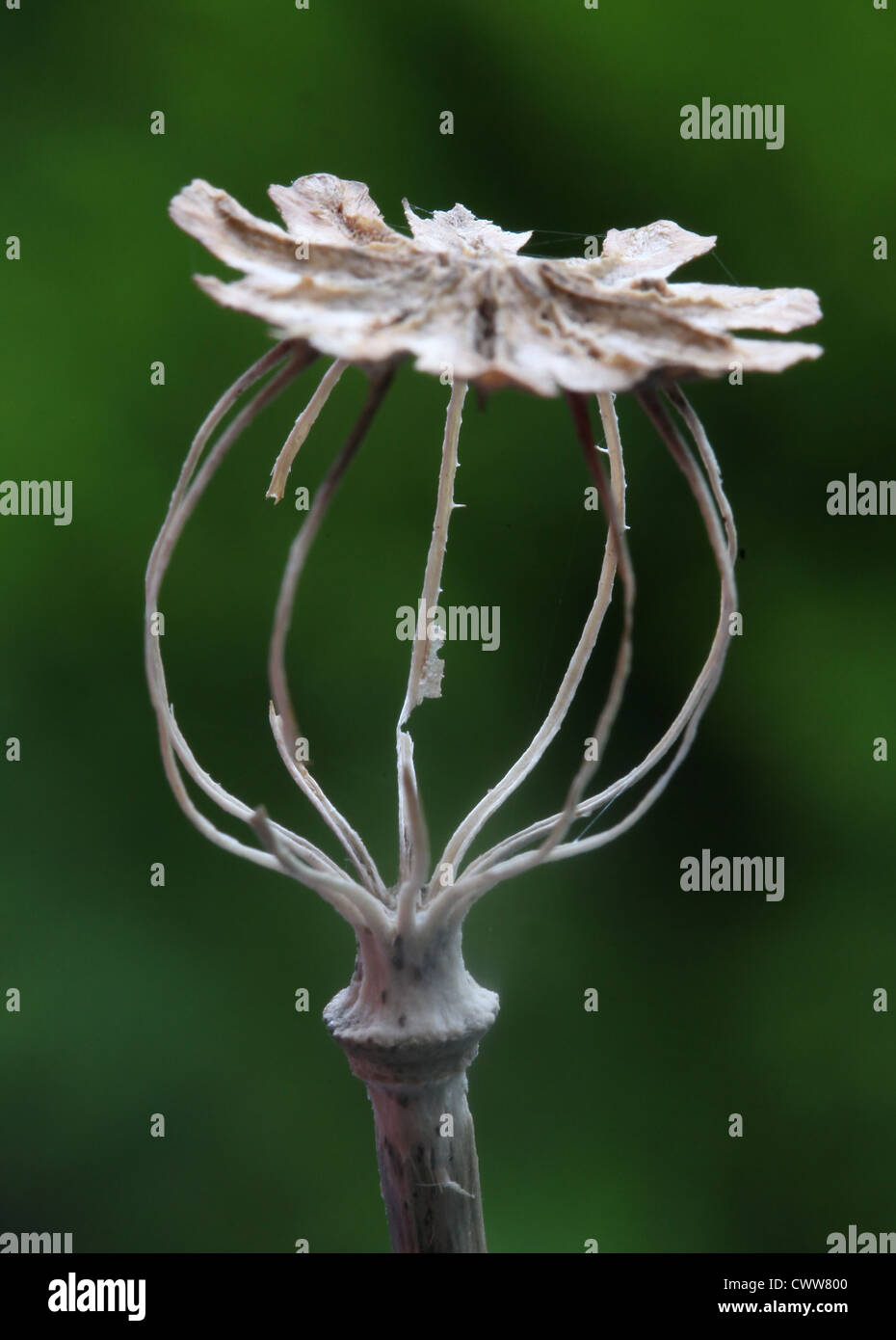 Skeleton poppy head Stock Photo - Alamy