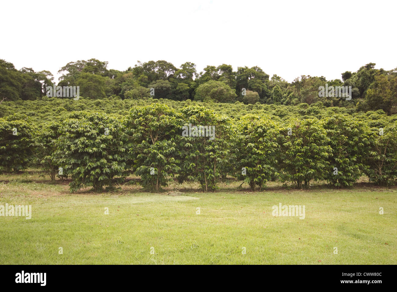 Coffee plantation in Brazil Stock Photo - Alamy