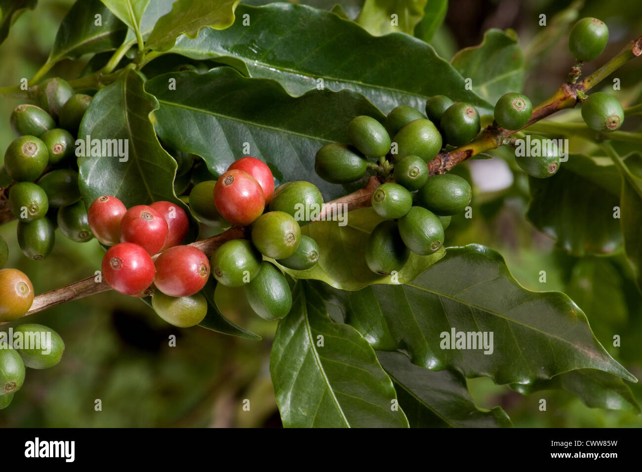 Coffee (Coffea arabica) berries on a coffee tree Stock Photo - Alamy