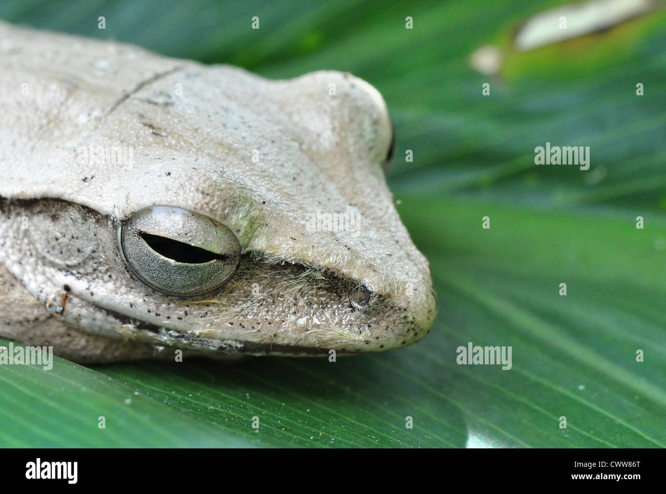 A Portrait of a Brown Tree Frog Stock Photo - Alamy