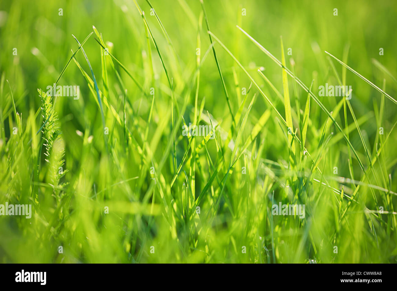 Uncut green grass hi-res stock photography and images - Alamy