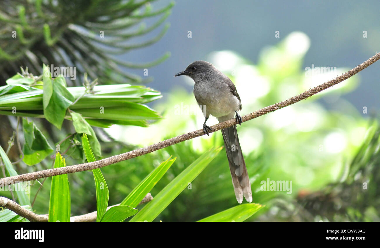 Long tail feather bird hi-res stock photography and images - Alamy