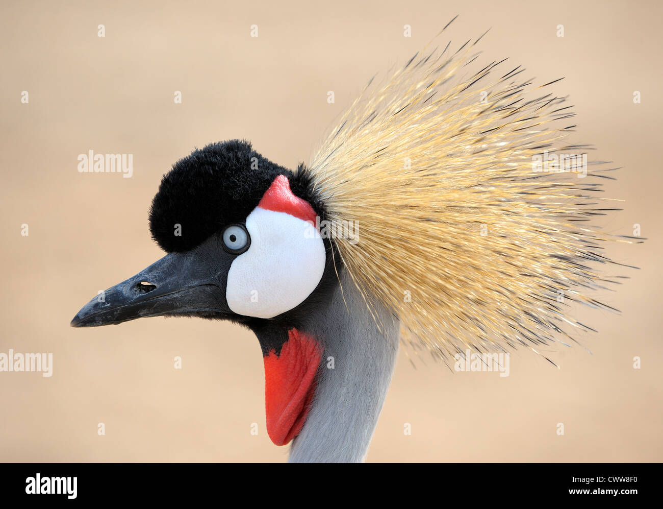 The head is crowned crane, close-up Stock Photo - Alamy