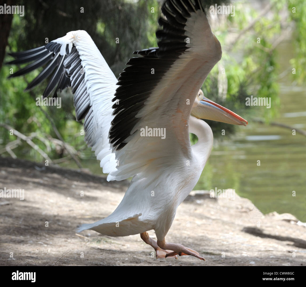 Pelican legs hi-res stock photography and images - Alamy