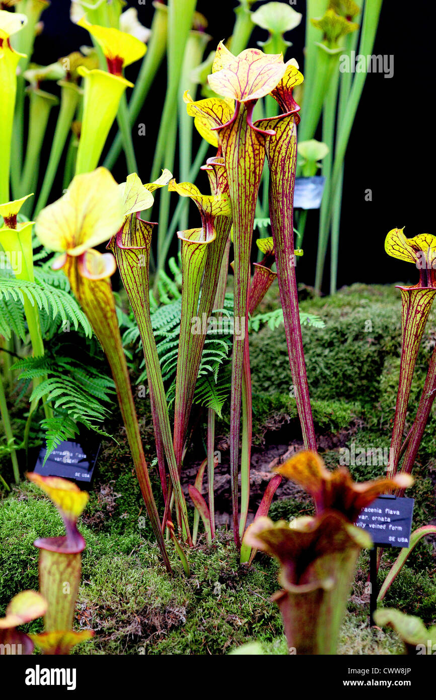 Sarracenia Flava var. ornata Stock Photo - Alamy