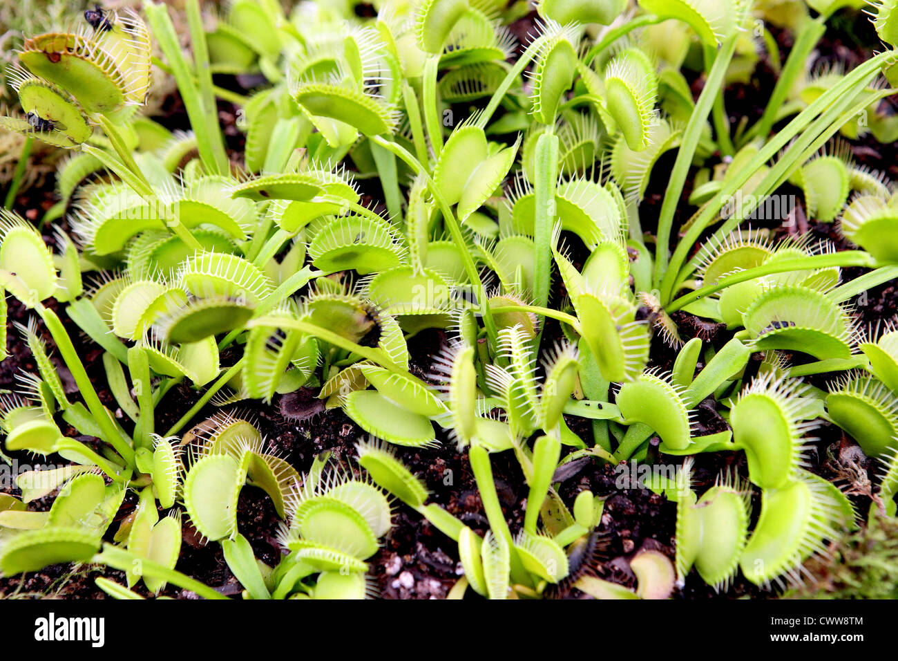Venus fly trap "Dionaea muscipula carnivorous insect eaters Stock Photo ...