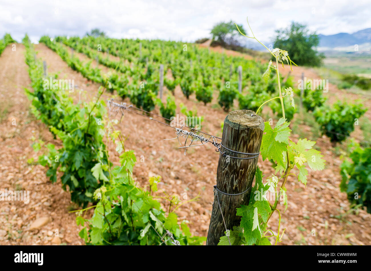 El ciego rioja hi-res stock photography and images - Alamy