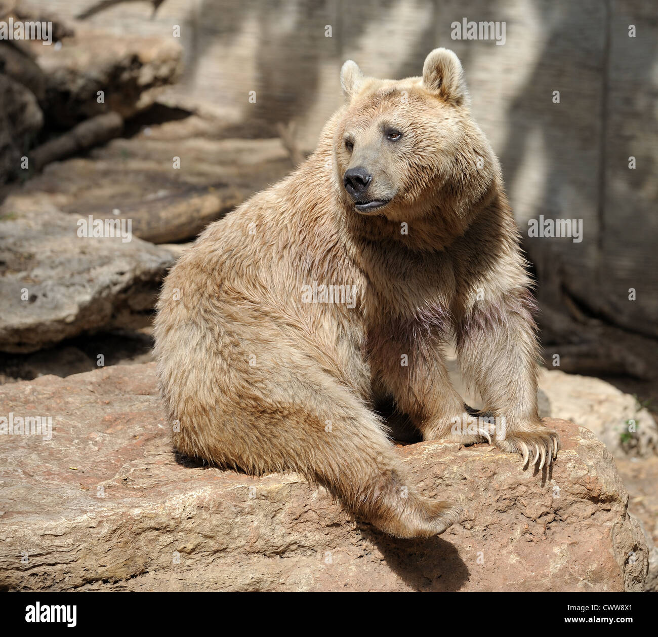Syrian bear with light fur at the zoo Stock Photo - Alamy