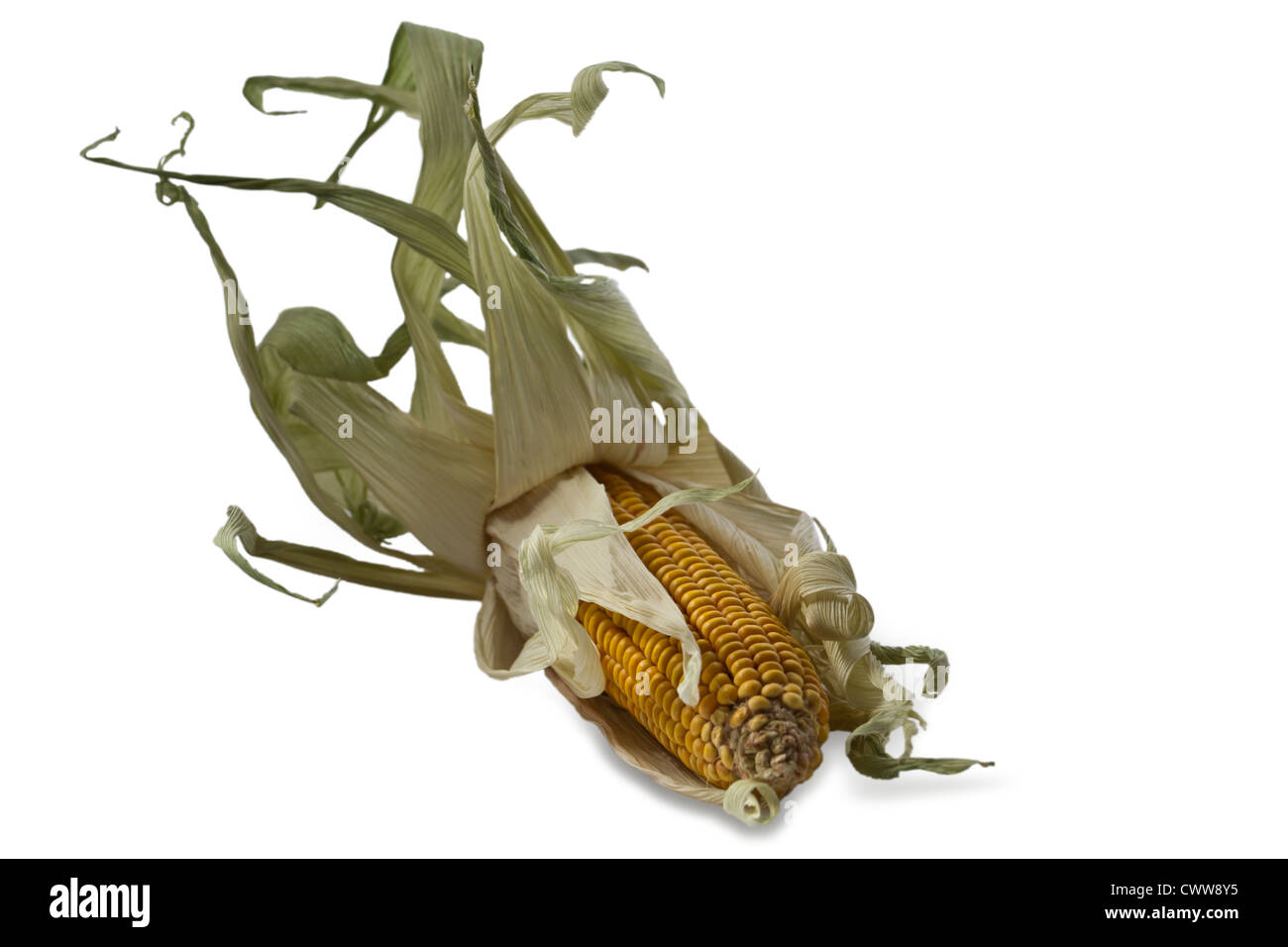 Crop farming field detail Cut Out Stock Images & Pictures - Alamy